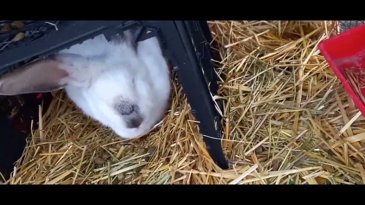 Revenim . A fătat o femela de hycole - YouTube