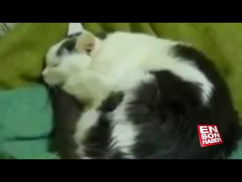 Uyurken müziğe eşlik eden kedi
