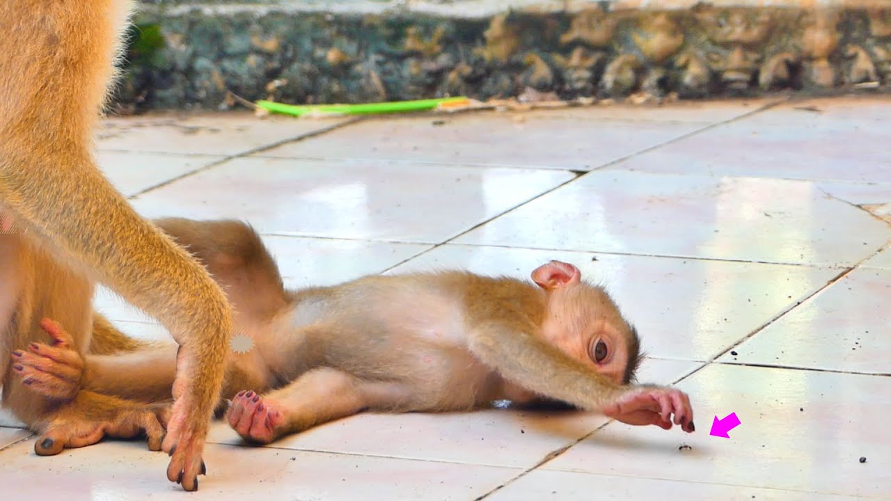 Baby monkey SARO wants to play with Ants. - YouTube