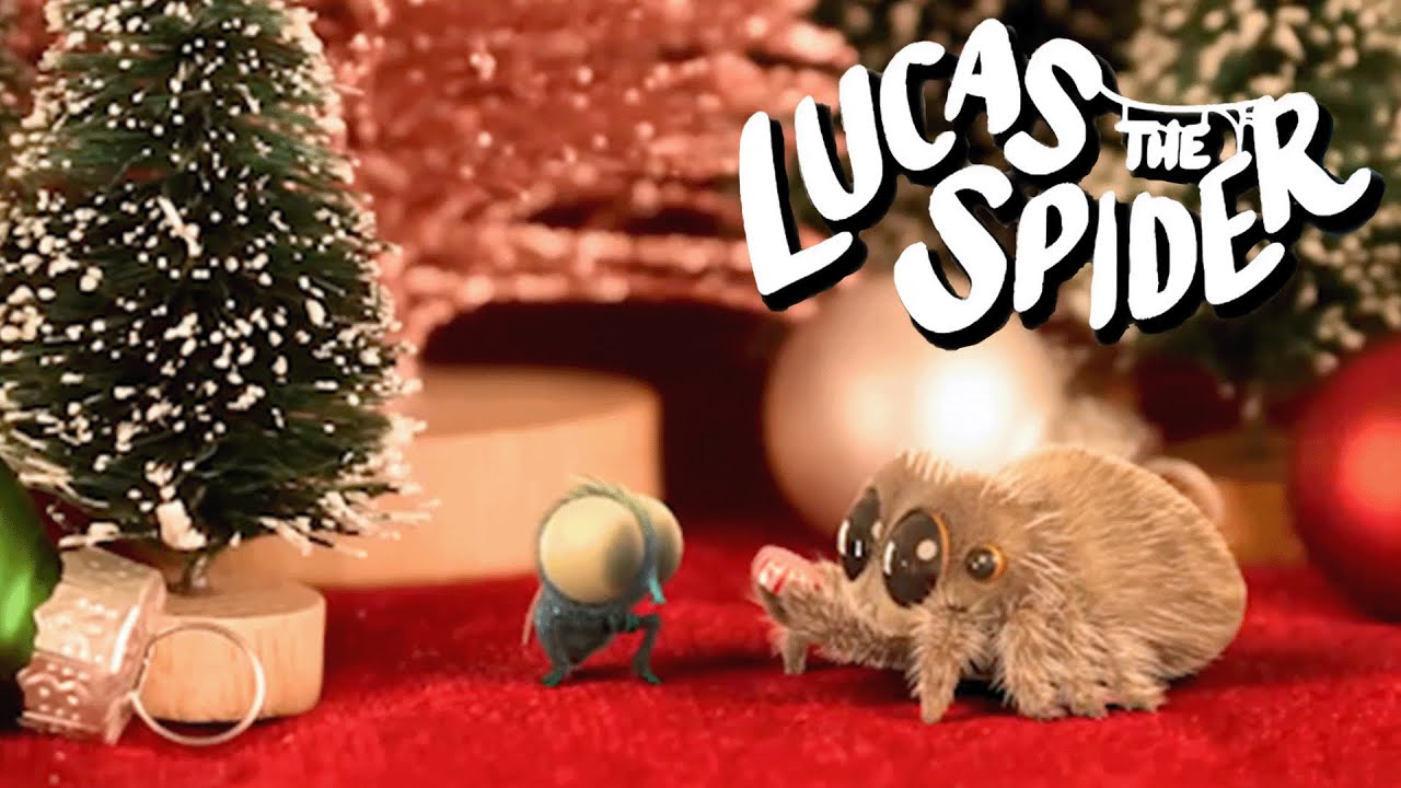 How Lucas The Spider Became Friends With Findley + More Cartoons for ...