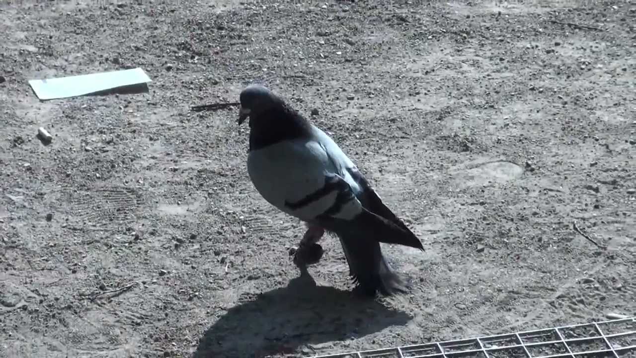 Retarded Pigeon Hates Life- Berlin, Germany - YouTube