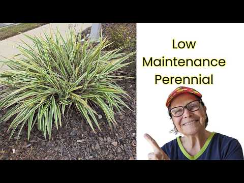 Variegated Dianella: The Perfect Low-Maintenance Beauty