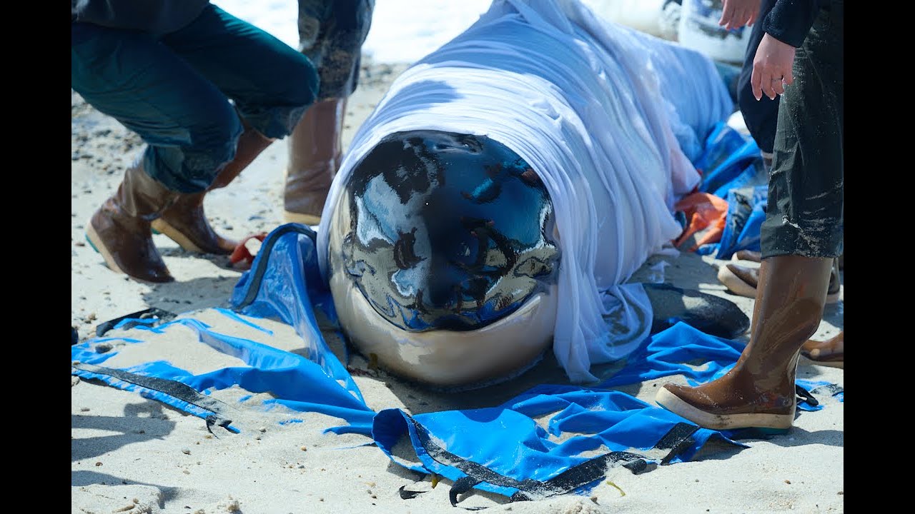 Stranded Orca Calf Rescue on Carmel River Beach - YouTube
