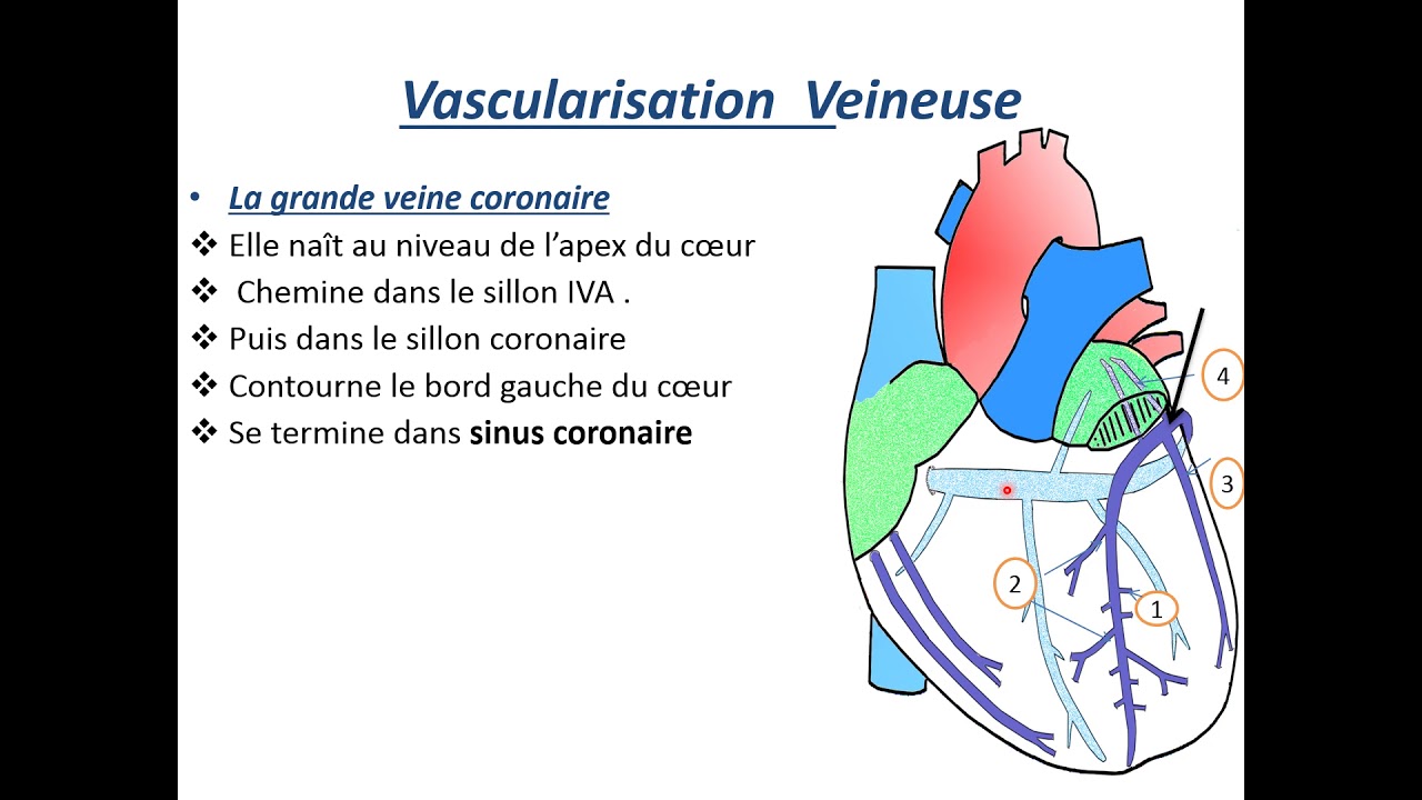 Vascularisation et innervation du coeur - YouTube