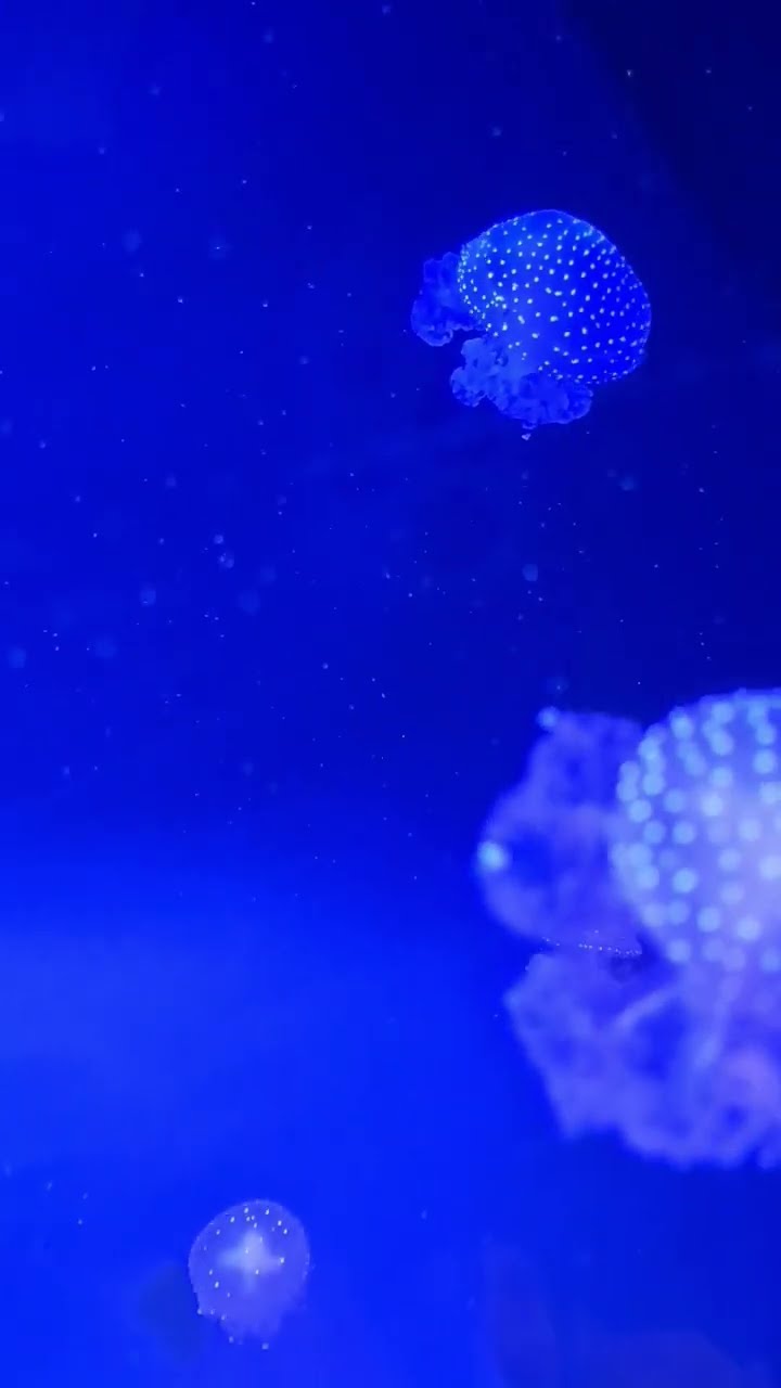 relaxing ultra violet jellyfish - YouTube