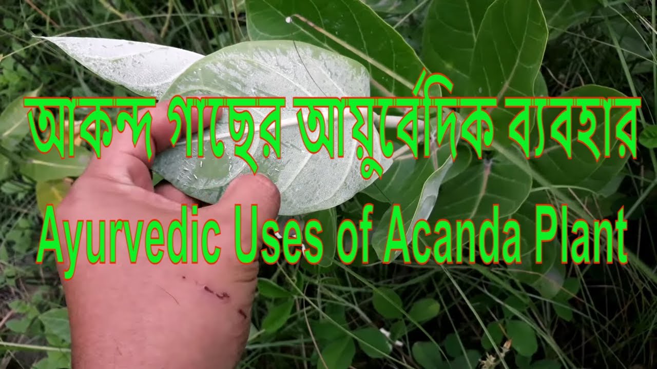 আকন্দ গাছের আয়ুর্বেদিক ব্যবহার || (Ayurvedic Uses of Acanda Plant ...