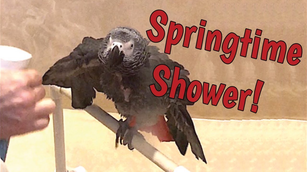 Einstein Gets a Spring Shower 🚿 💦 - YouTube