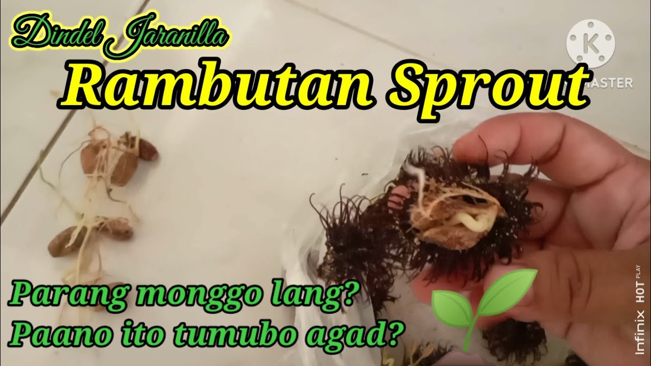RAMBUTAN SEEDS SPROUT INSIDE THE PLASTIC - YouTube