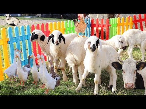 Hewan Ternak di Sekitar Kita , Kambing , Sapi Lucu , Suara Bebek , Ayam , Binatang , Embek