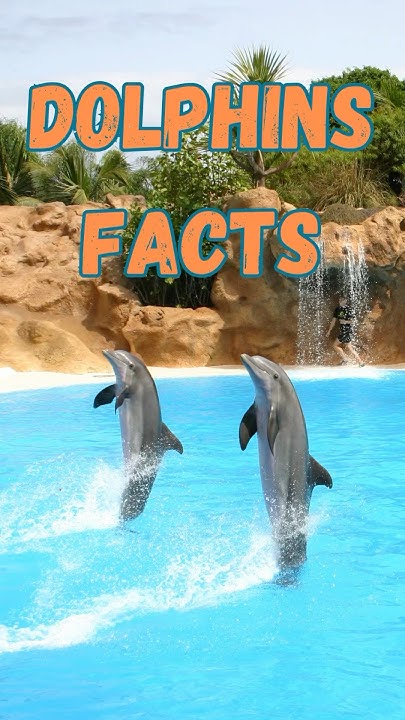 Unveiling Dolphin Intelligence & Social Skills - YouTube