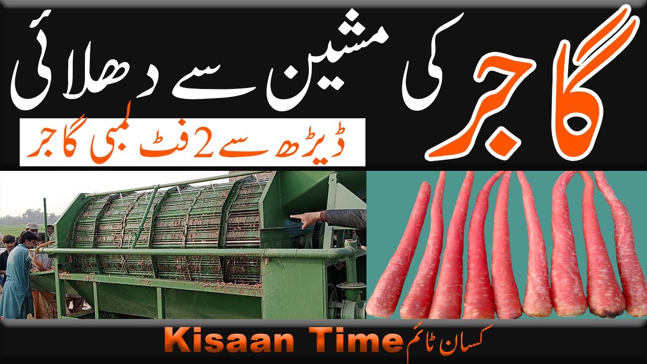 Gajar ki dhulai gajar ki dhulai ki machine gajar ki dhulai kaise karen ...