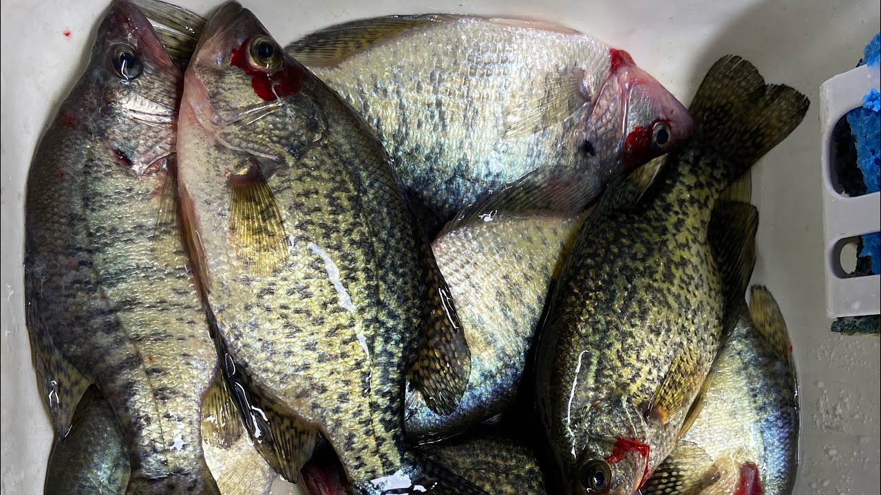 How to filet a crappie - YouTube