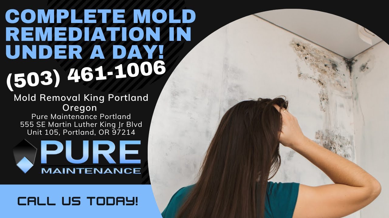 Mold Removal King Portland Oregon - Pure Maintenance Portland - 503-461 ...