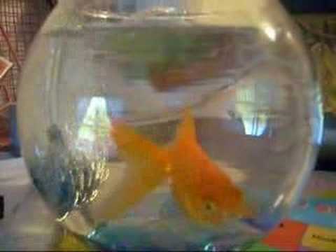 Mervin, The Spastic Fish - YouTube