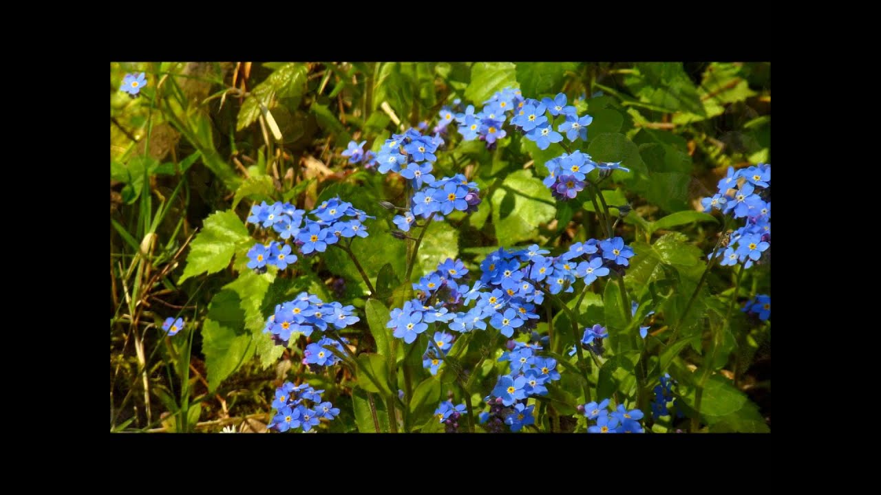 Beautiful Spring ~ Relax Music - YouTube