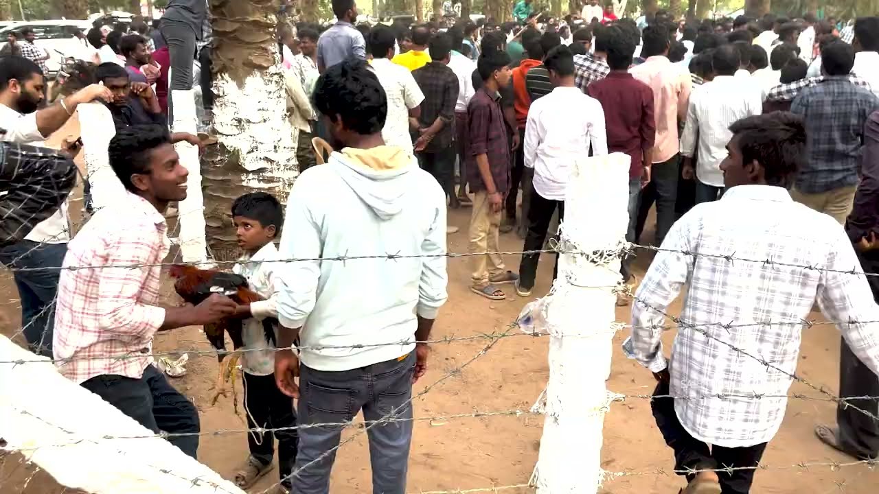 Ultimate Festive Celebrations: Happy New Year Bhogi Sankranti Kanuma ...