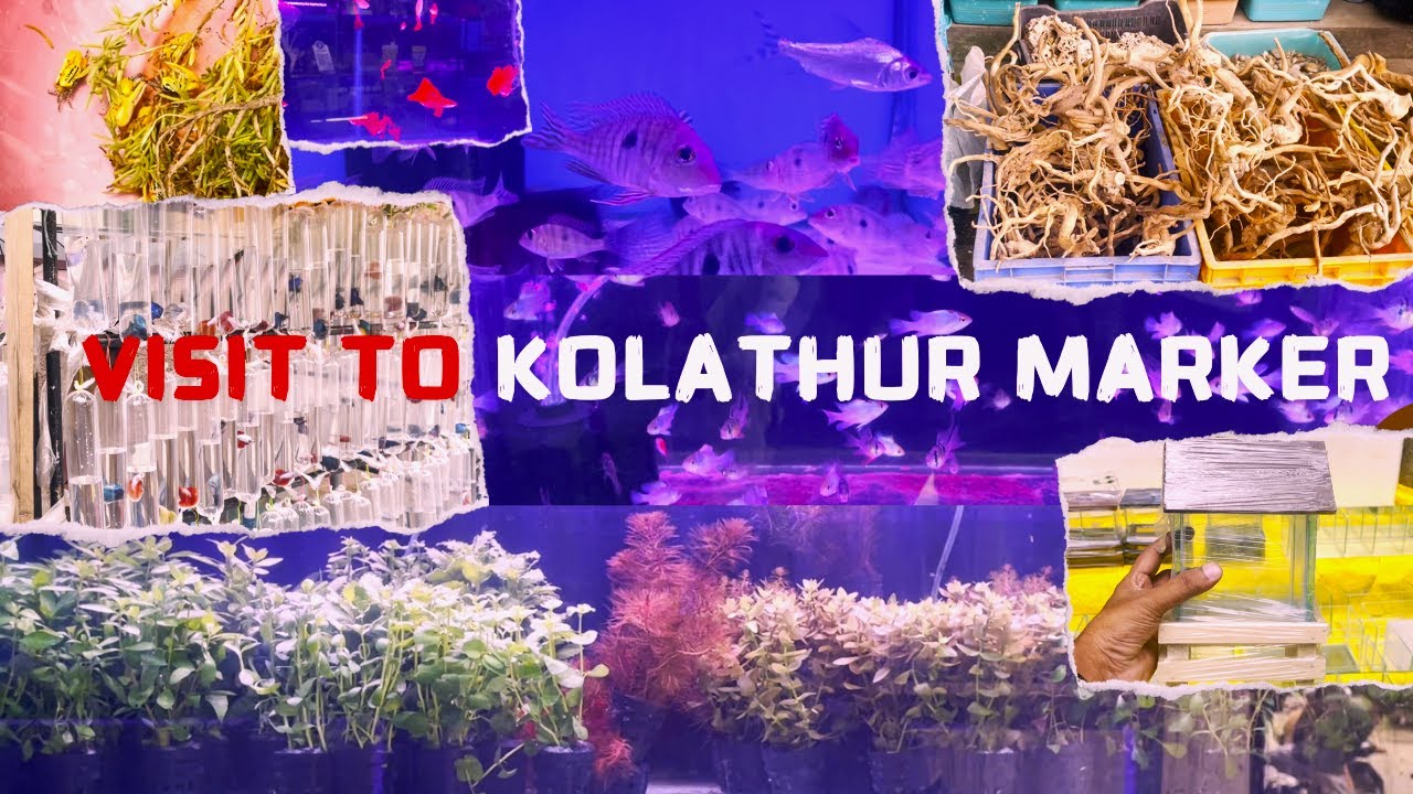 A visit to Kolathur market | aquatic plants | bettas | quick walk ...