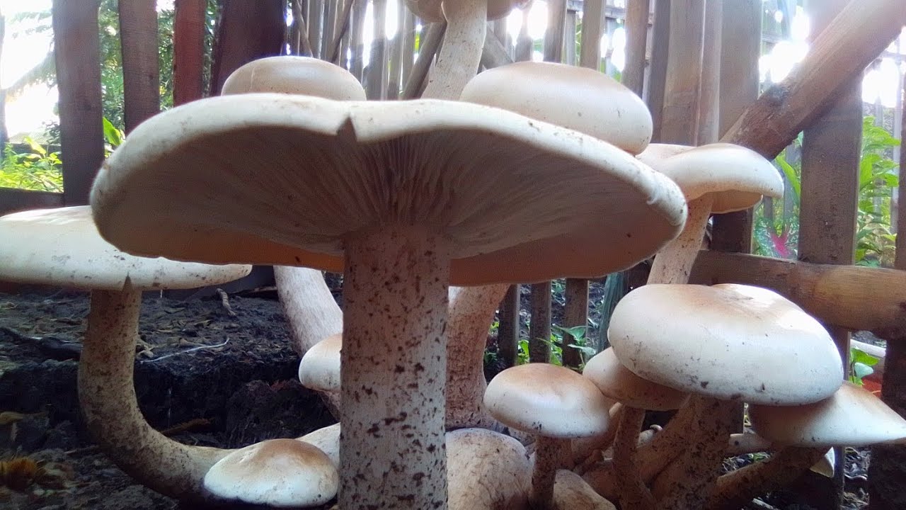 Jamur unik batang nya besar kuncup nya kecil 🍄 - YouTube