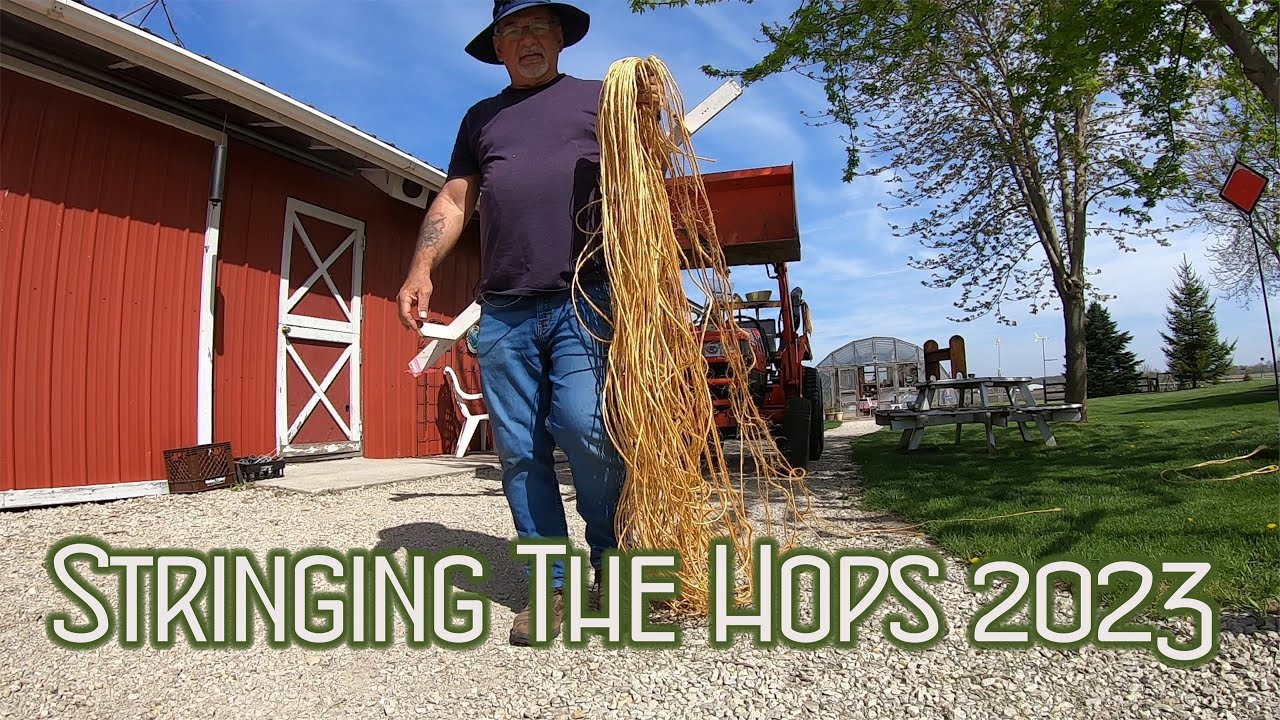 Stringing The Hops - YouTube