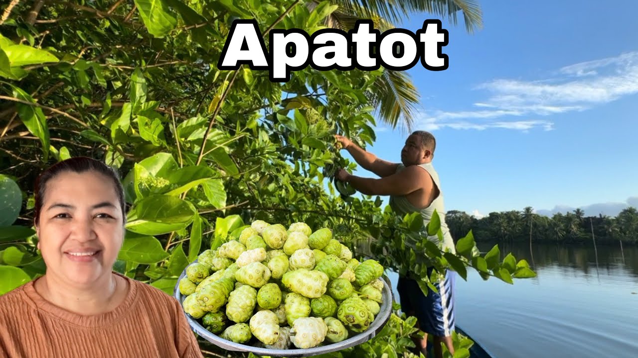 Namitas kami ng bunga ng Apatot | Harvesting Noni Fruit - YouTube