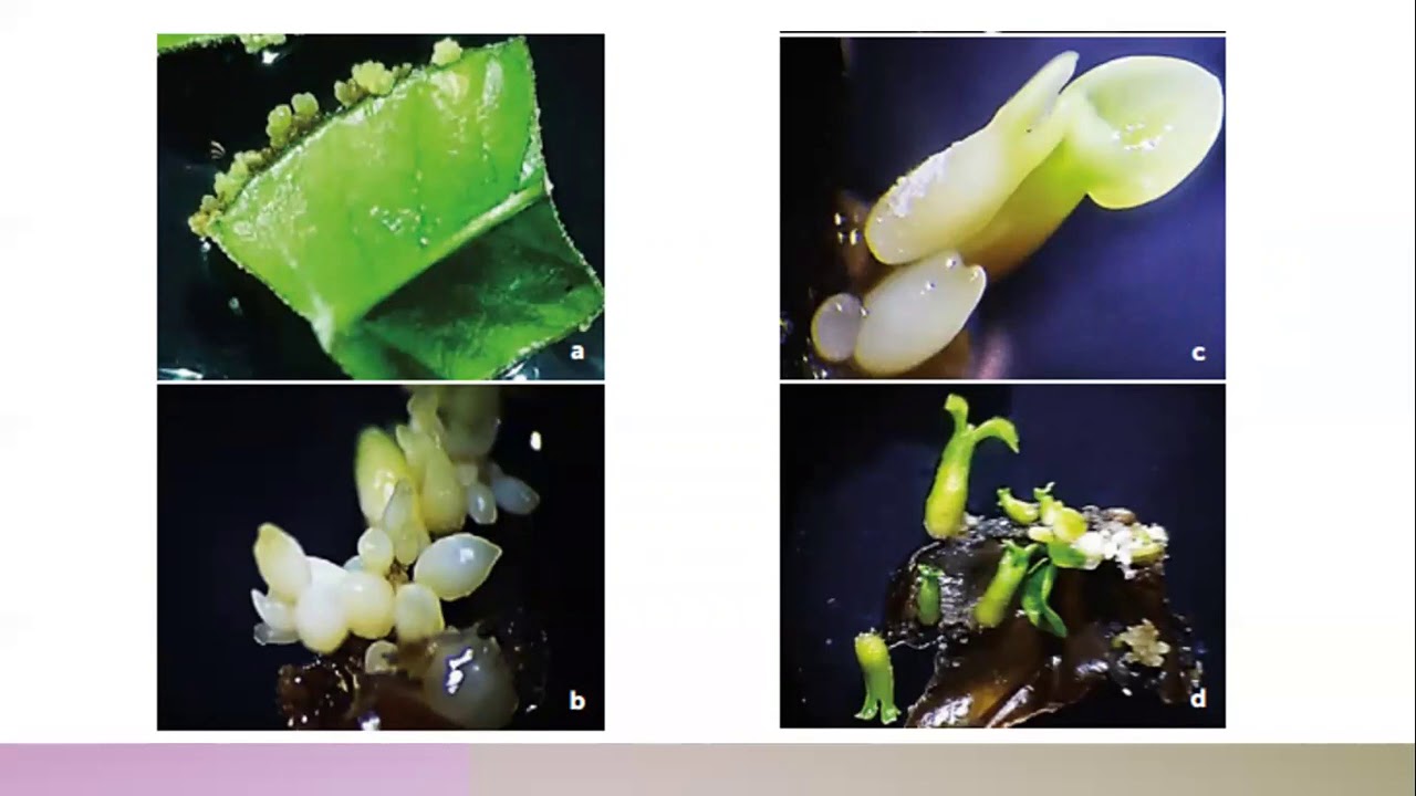 EMBRIOGÉNESIS SOMÁTICA DIRECTA EN Coffea arabica var. - YouTube