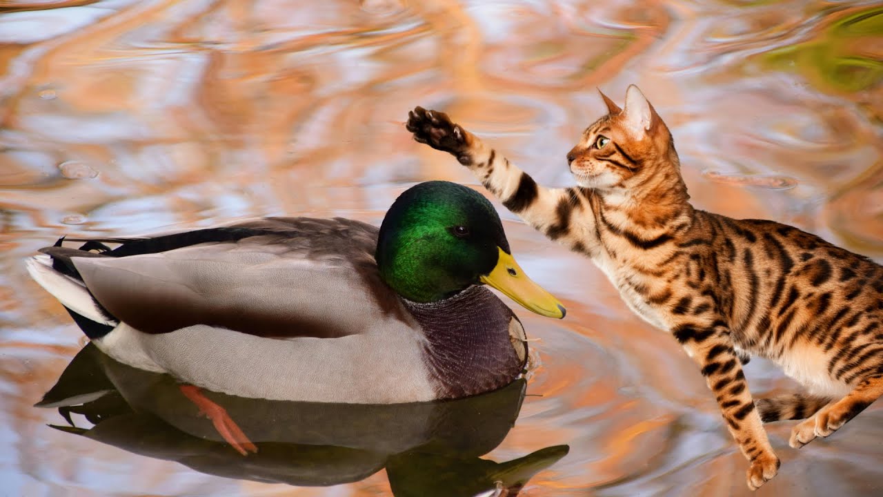 I'm amazed 😲, the amazing life story of a cat and a duck.The funniest ...
