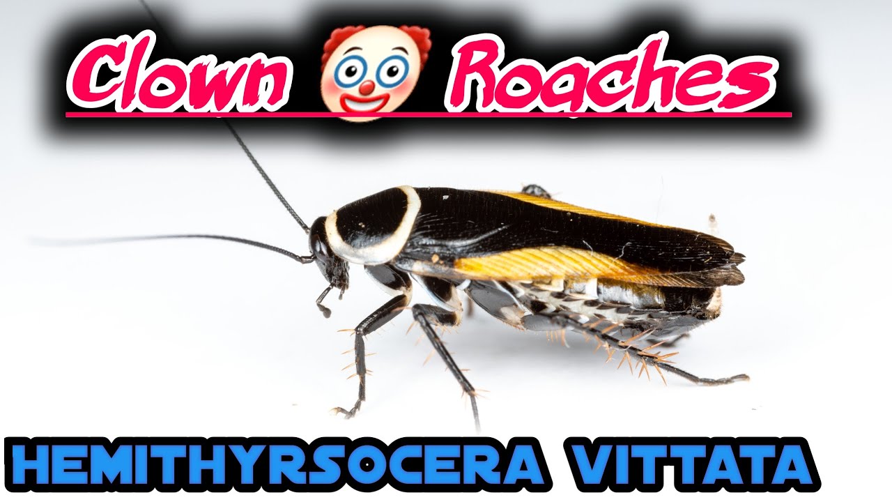 Asian Clown Roaches ! Hemithyrsocera vitatta - YouTube