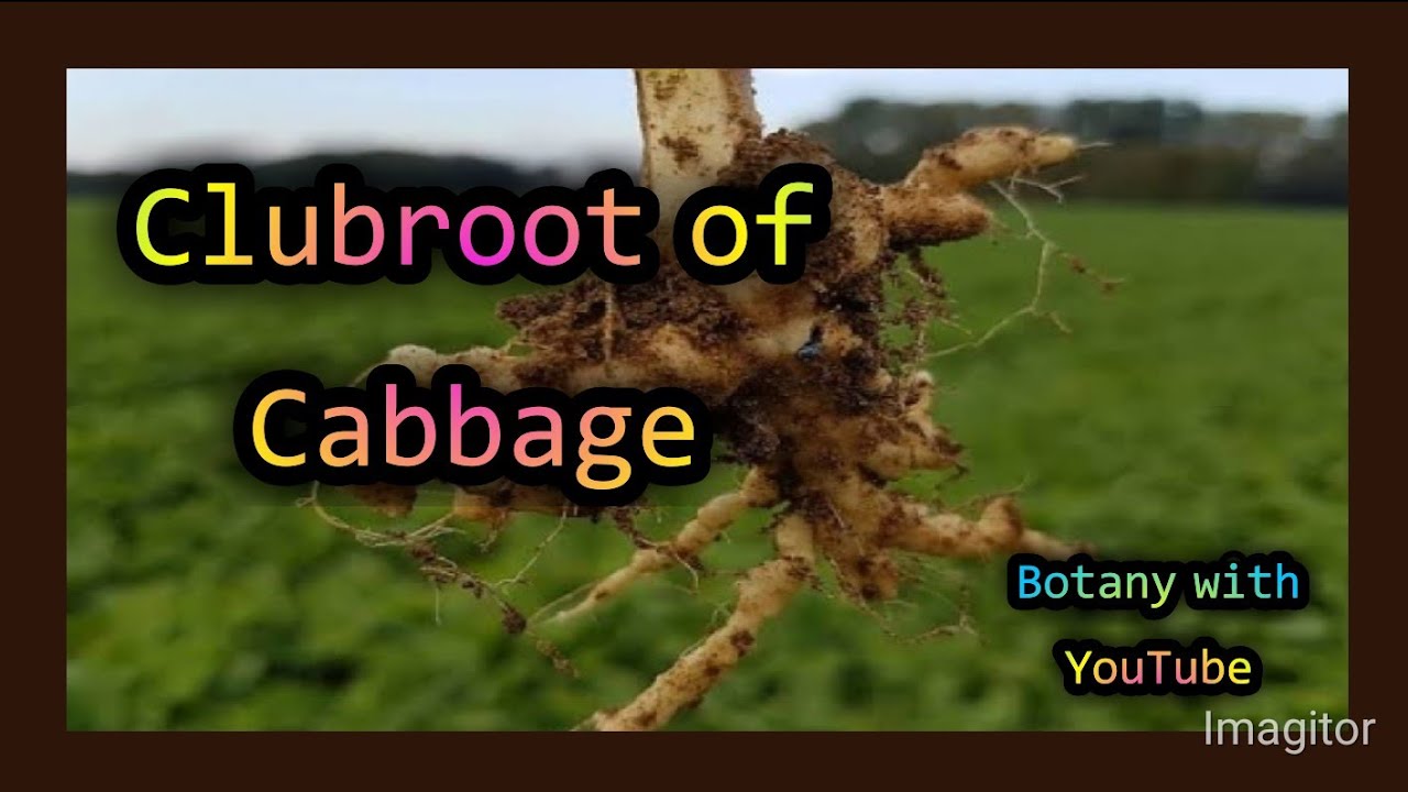 Clubroot of cabbage | Grow cabbage with out clubroot | Clubroot ...