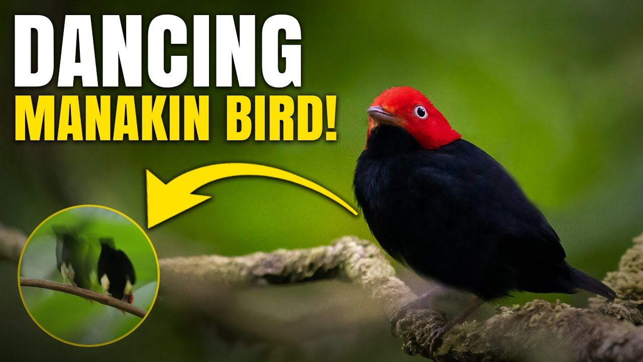 Unveil the Red-Capped Manikin's Magical Moonwalk Dance! - YouTube