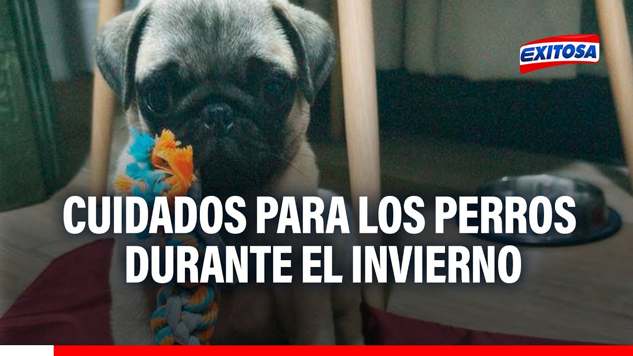 🔴🔵Cuida a tu perro en el invierno: Conoce las enfermedades más comunes ...