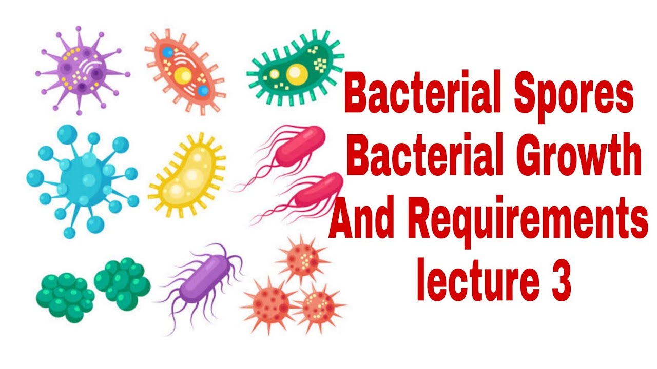 Bacterial Spores, Bacterial Growth and requirements- Microbiology - lecture 3 - YouTube