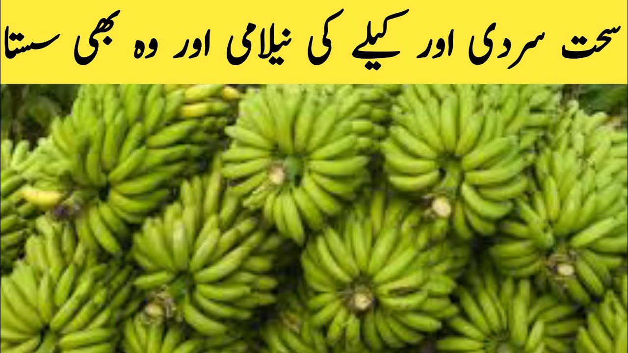 Banana auction in winter || kely ke nelami || cheapest Banana || fruit ...