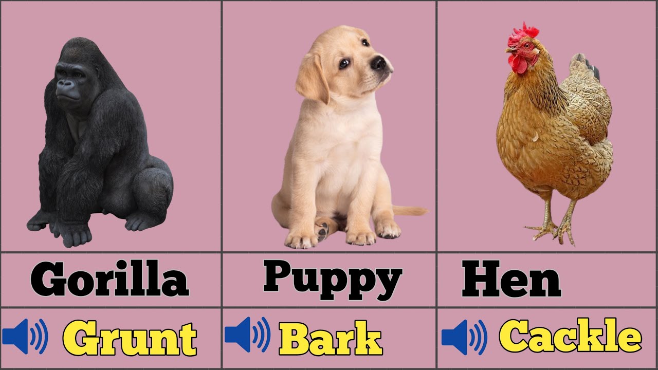 Cute Animals Sound Name - Puppy, Gorilla, Hen, Cow, Buffalo, Grunt ...