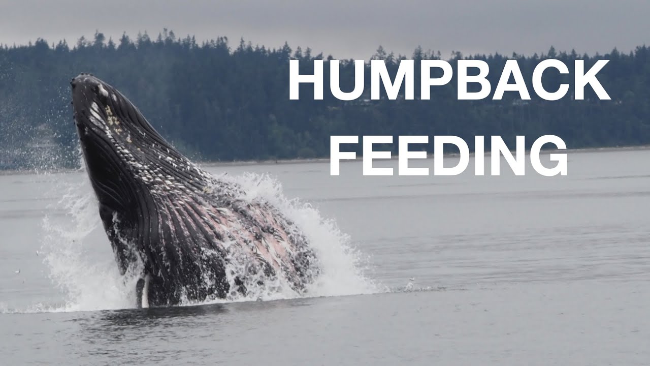 Humpback Whale Feeding 8/20/22 - YouTube