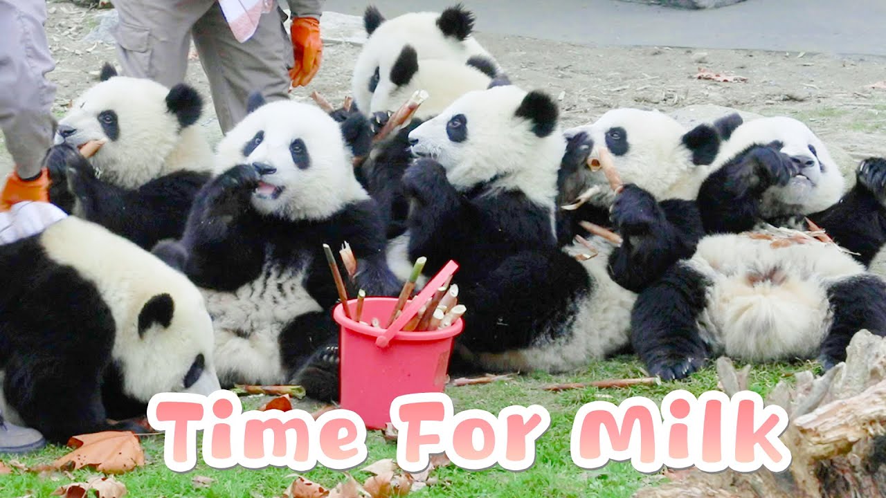 Pandas Running To The Yummy Milk | iPanda - YouTube