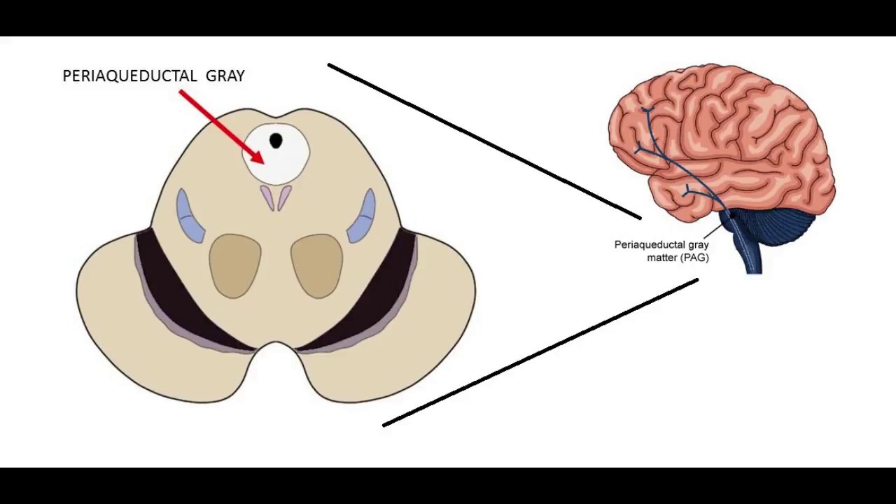 The biology of aggression - YouTube