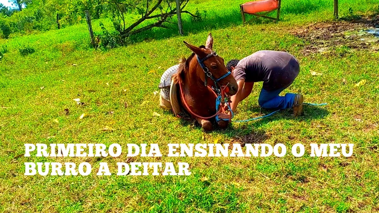 PRIMEIRO DIA NA PEGA ENSINANDO O BURRO POR NOME PALADAR A DEITAR - YouTube
