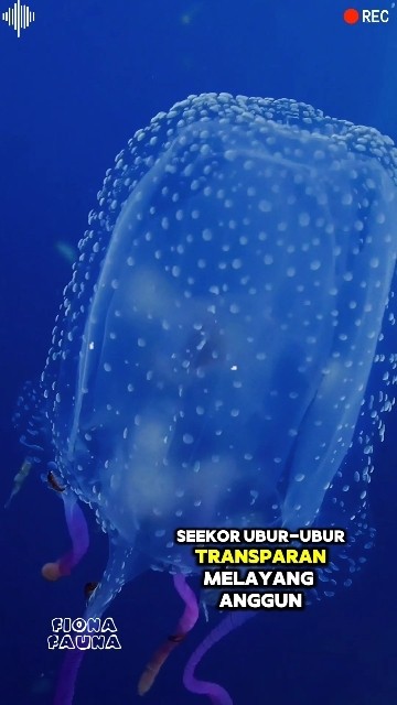 ubur-ubur beracun yang berbentuk seperti kubus. #animals # ...