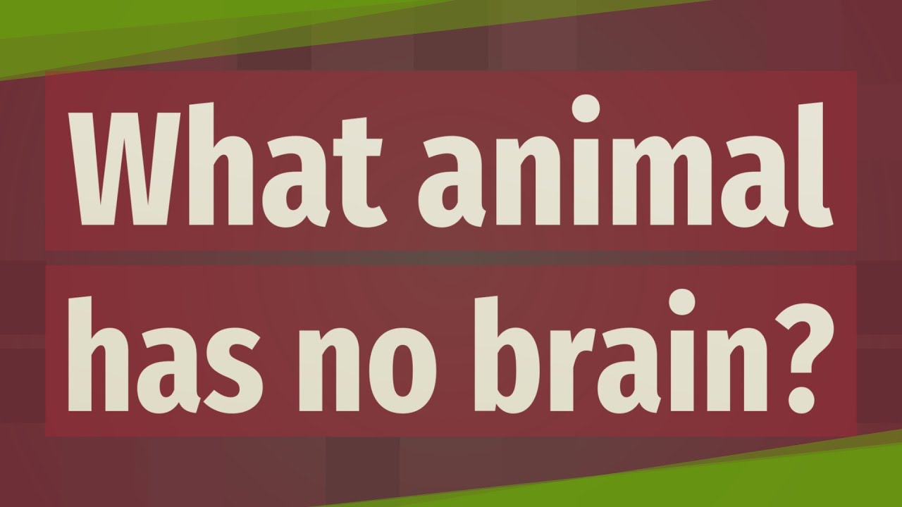 What animal has no brain? - YouTube