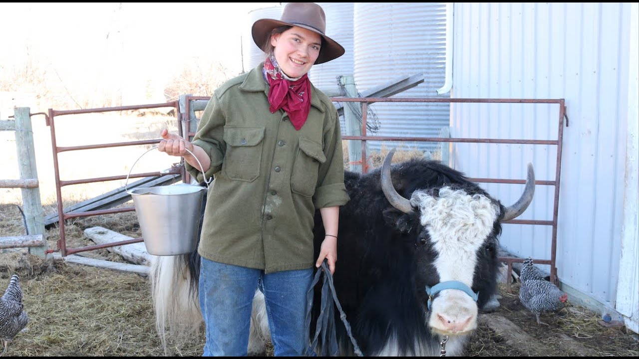 Milking a Yak -- how many teats does a yak really have? - YouTube