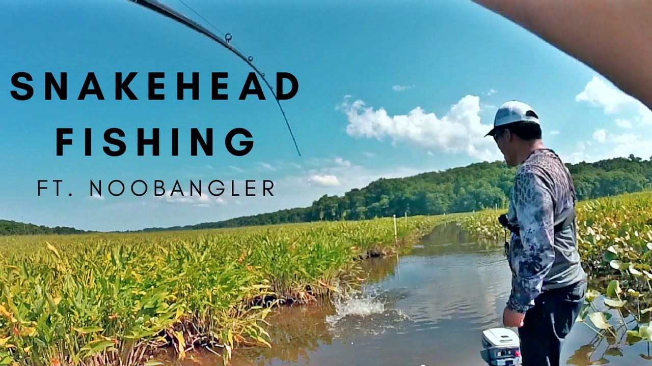 Fishing For Giant Snakehead On The Potomac River (Ft. Noobangler) - YouTube