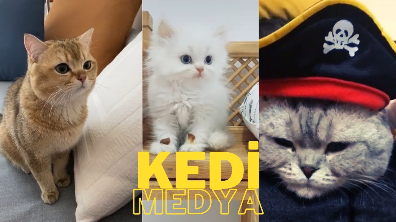 DÜNYANIN EN TATLI KEDİLERİ! VE - KOMİK KEDİ VİDEOLARI - YARAMAZ YAVRU ...