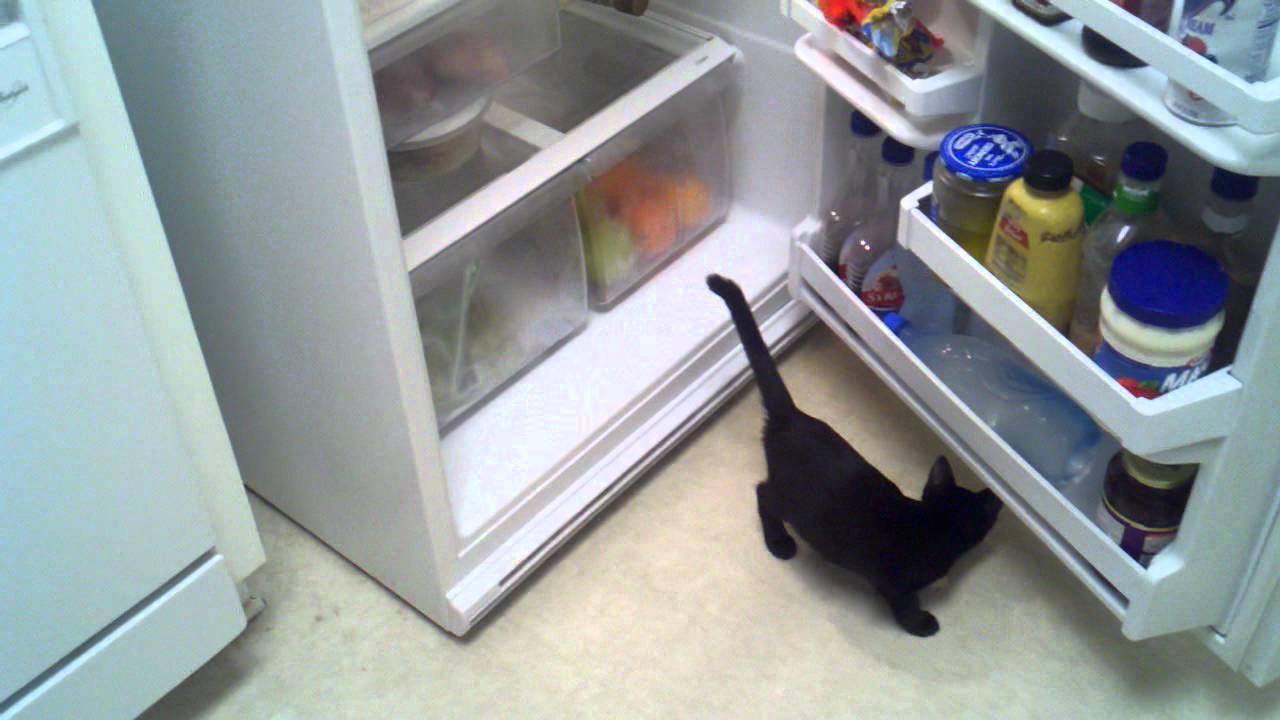 Falling Out Of the Fridge - YouTube