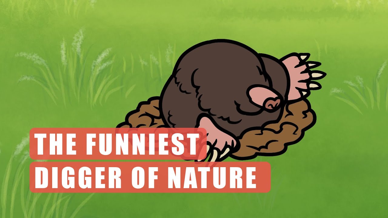 Meet the FUNNIEST Diggers of Nature! Revealed Woodchucks | Animal ...