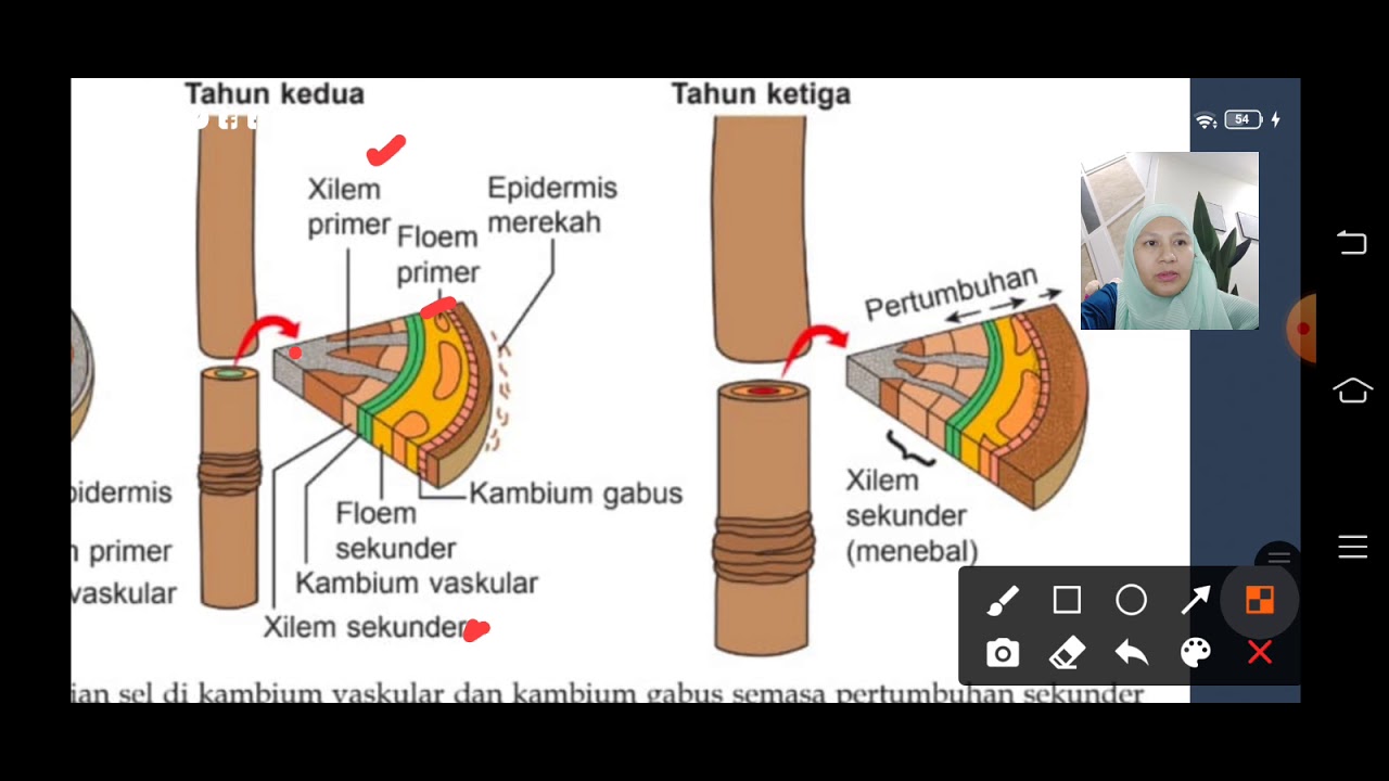 BIOLOGI TINGKATAN 5 KSSM BAB 1.2 TISU MERISTEM DAN PERTUMBUHAN part 2 ...