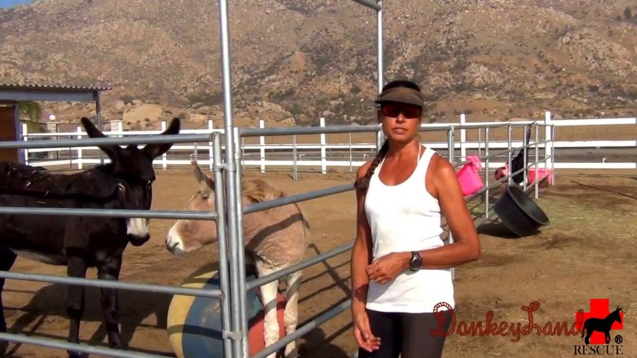 Wild Burro Rescue at Black Stallion Ranch in Reche Canyon - YouTube