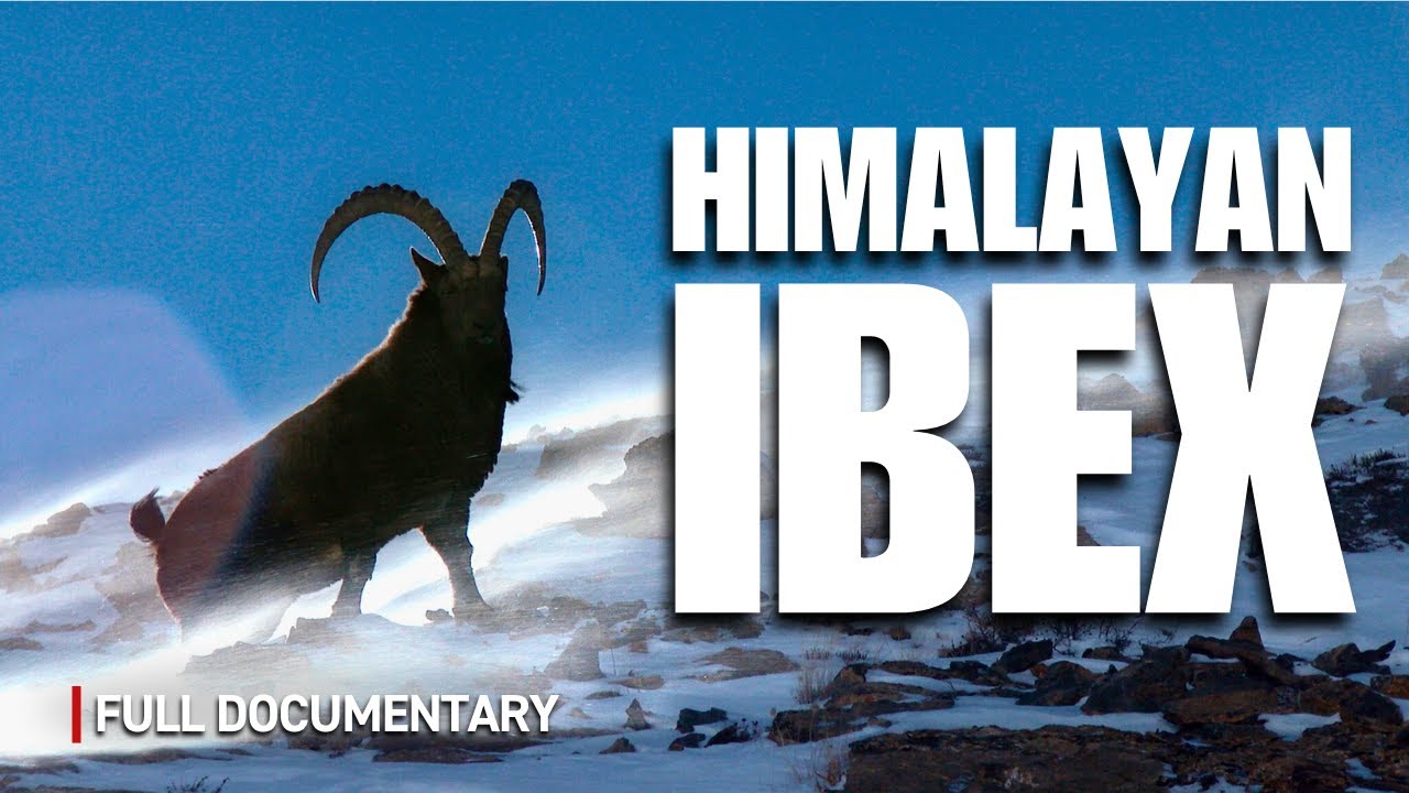 Meet the Himalayan Ibex: India's Mountain Monarchs | Nature Documentary ...