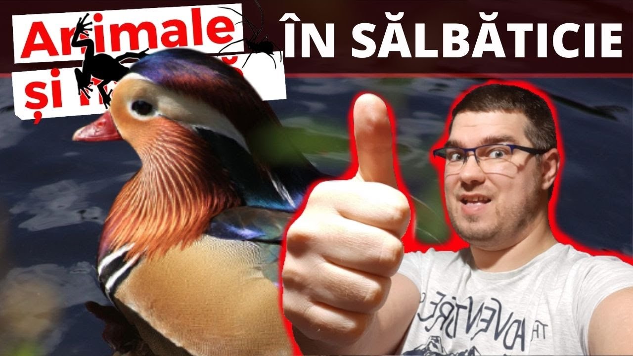 Unde traiesc in salbaticie Ratele Mandarin - YouTube