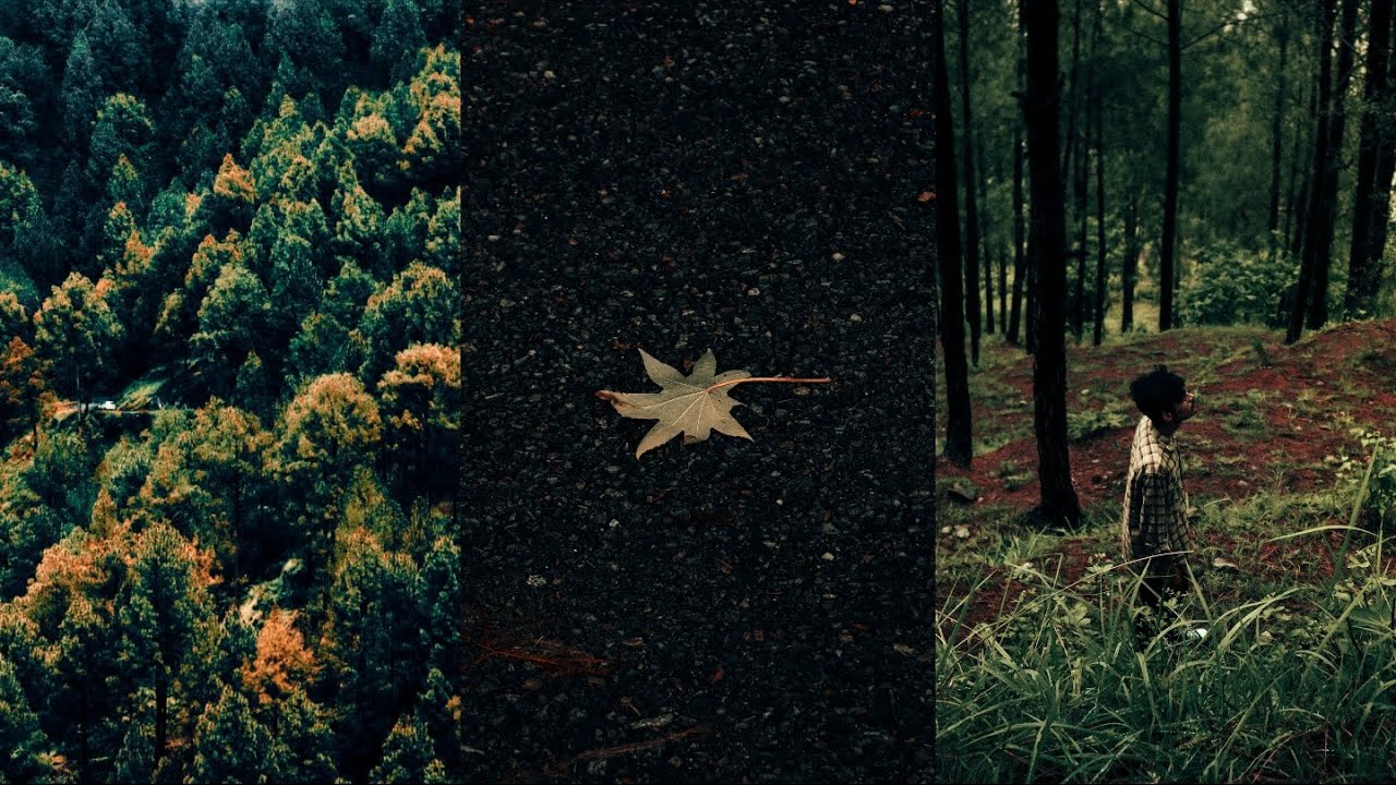 Never ending forest of time - YouTube
