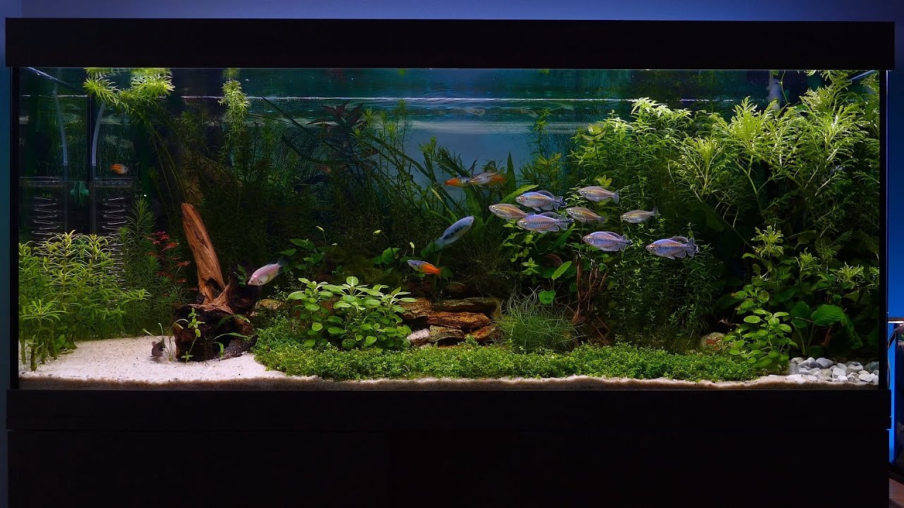 Eheim 240l - relaxing video - YouTube